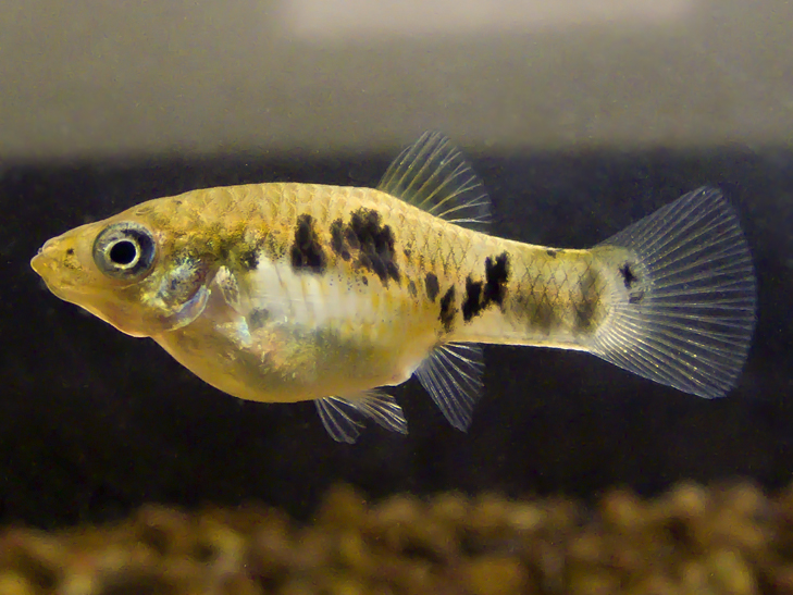 Artes de Pesca: EL PEZ MOLLY