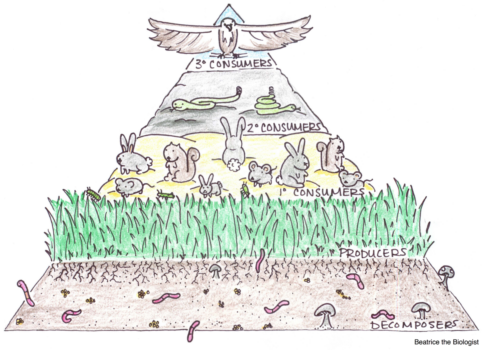 The Original Pyramid Scheme - Beatrice the Biologist