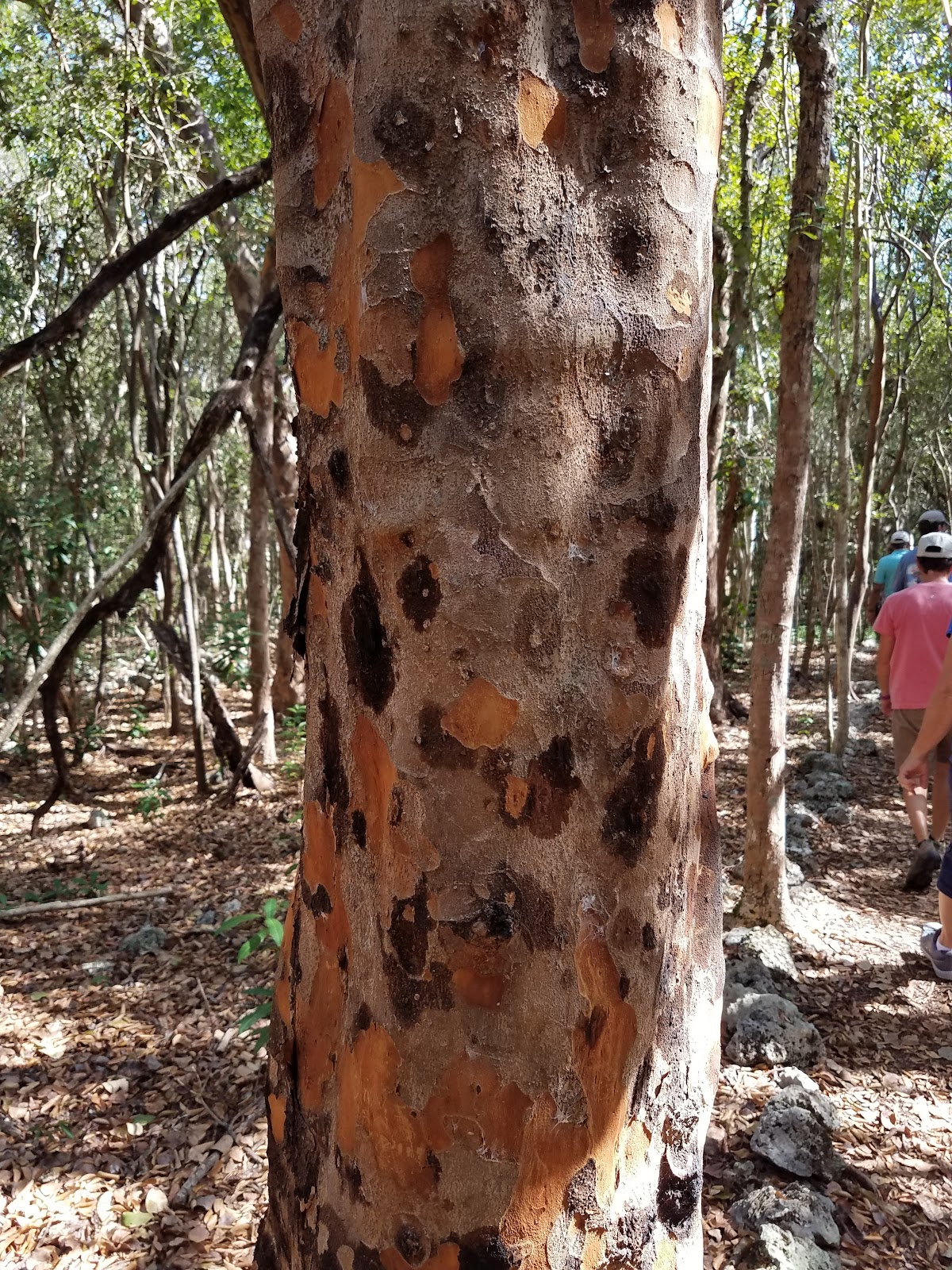 Baileybuggy2017Florida: John Pennekamp Coral Reef State Park
