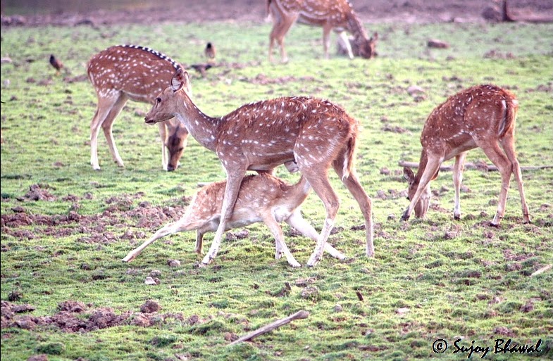 We love Our Bangladesh: Axis deer/Chital deer or Spotted deer(Chitrol ...