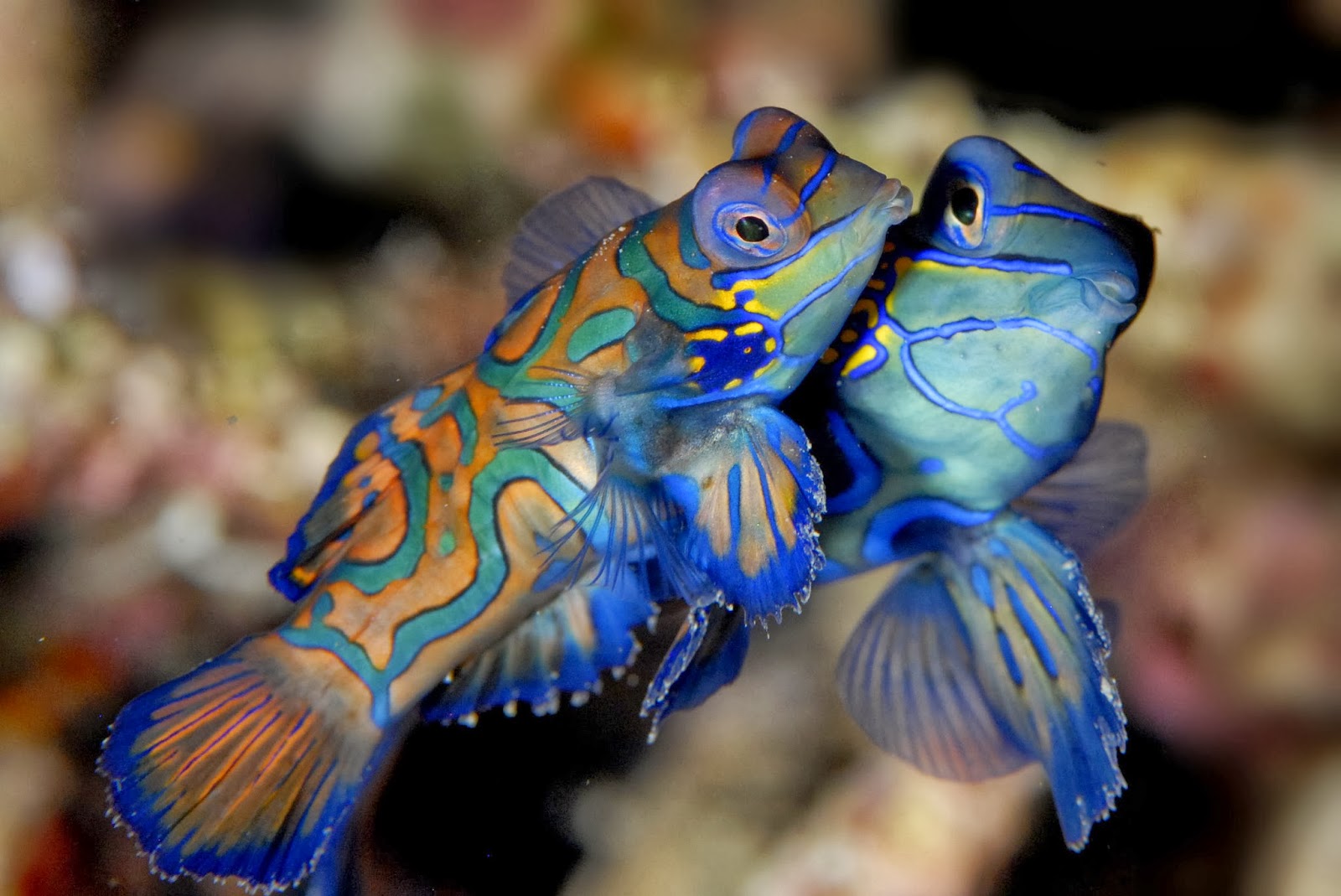 fish share: MANDARIN FISH IKAN HIAS CANTIK 4