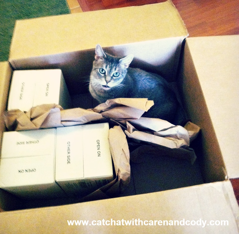 Cat and DOG Chat With Caren: International Box Day, Or, If Ya Can't ...