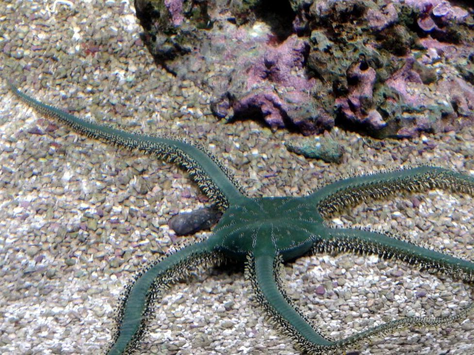 Taxonomía invertebrados no artrópodos: Phylum Echinodermata