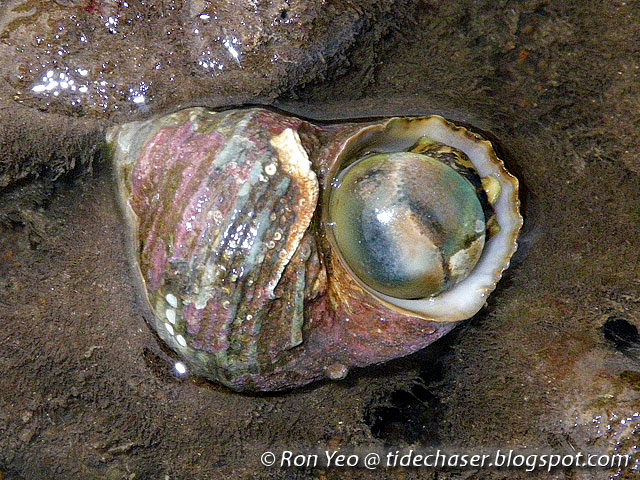 tHE tiDE cHAsER: Turban Snails (Phylum Mollusca: Family Turbinidae) of ...