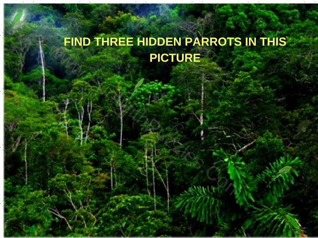 Find the Hidden Objects Picture Puzzles: Animals and Words