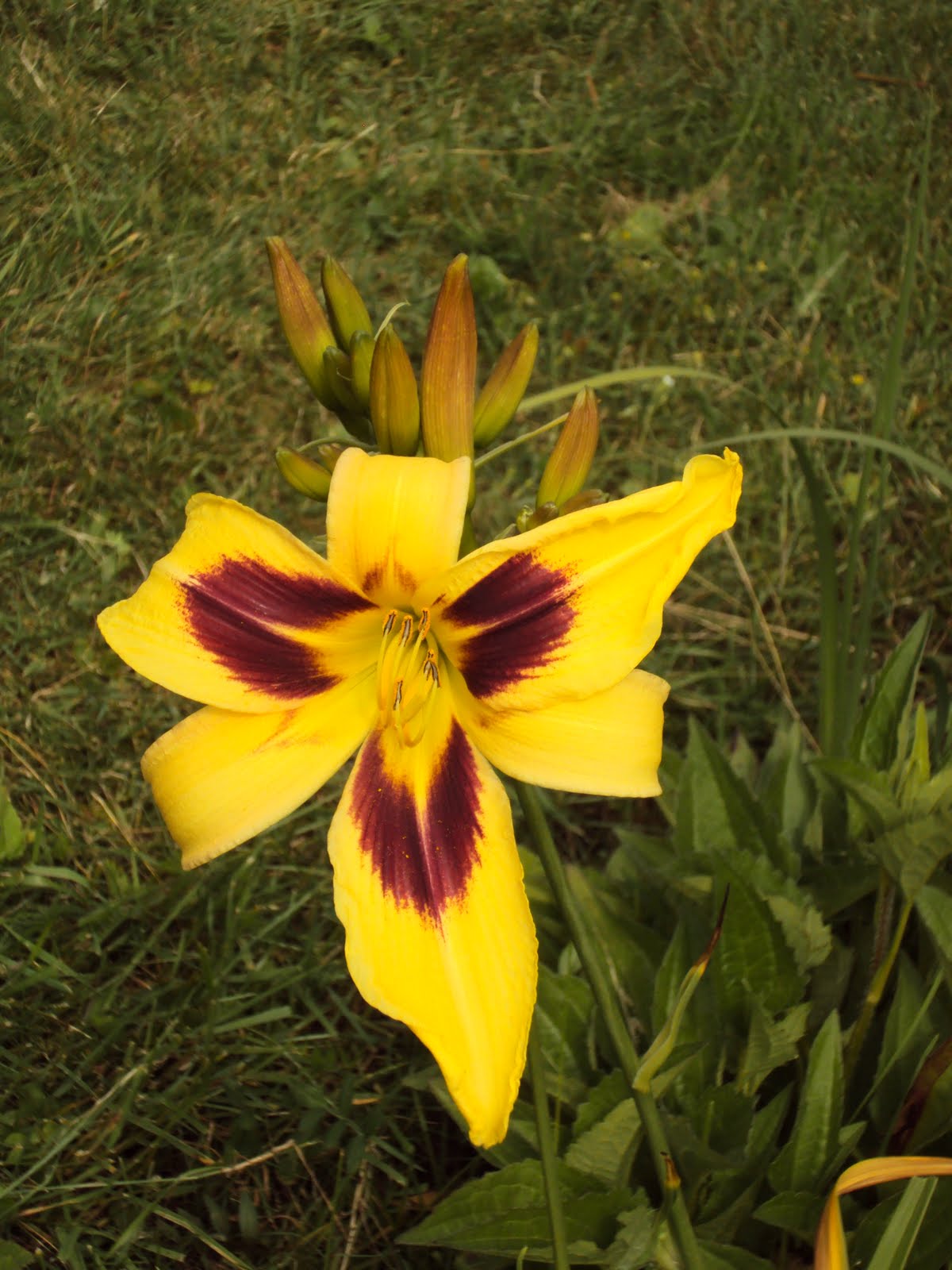 Irishaven: Mine dagliljer