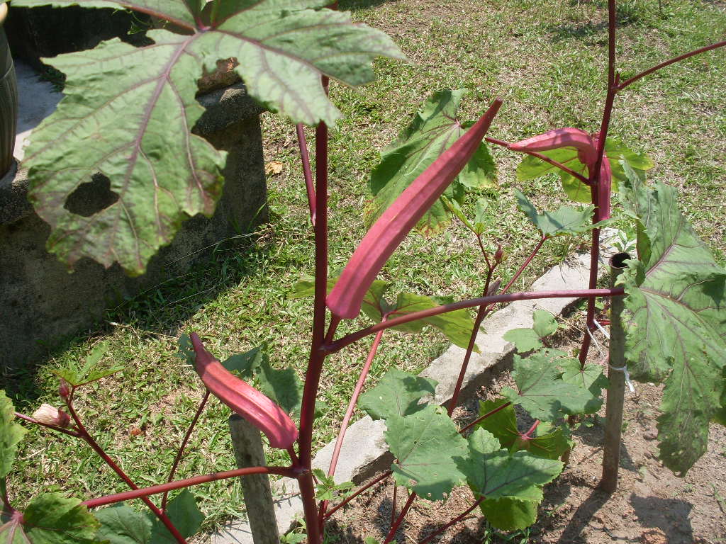 AL-MANAR: Red Okra