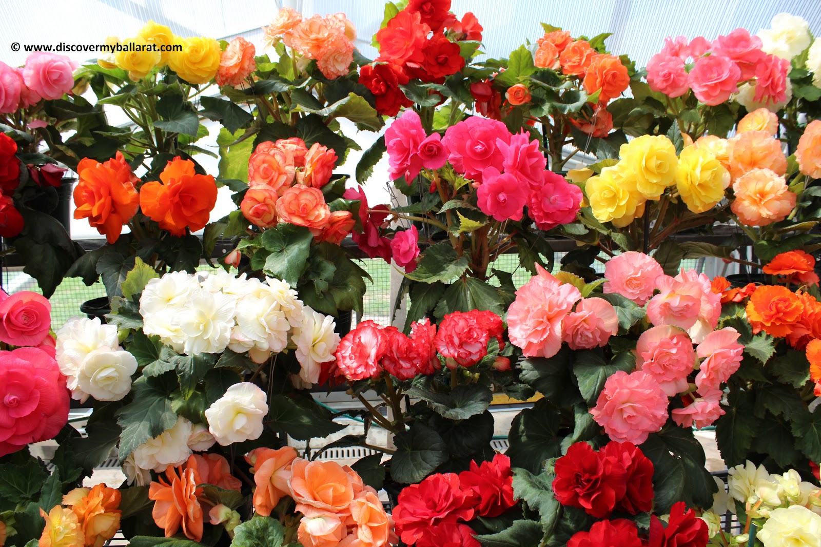 Discover My Ballarat: Ballarat Begonia Festival (9th March to 11 March ...