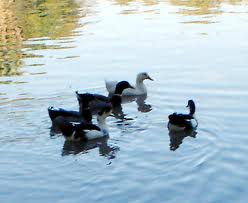 patos canadienses y su migracion