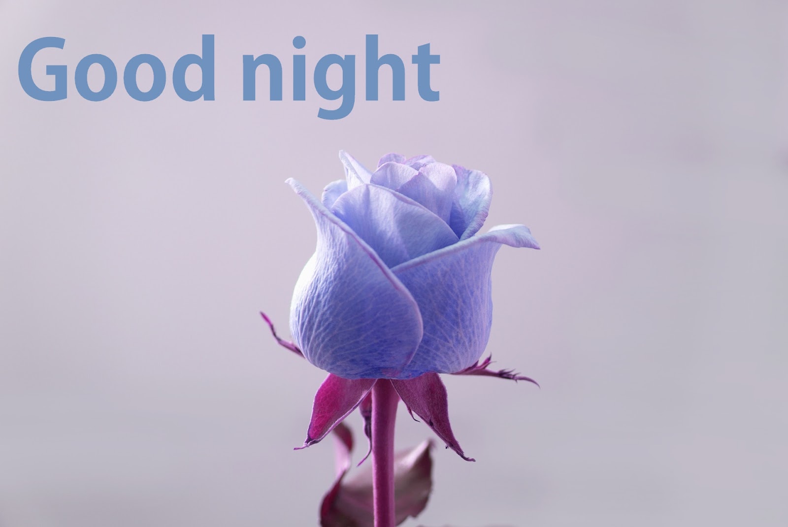 Good Night Rose Flower Images | Beautiful and Romantic Good Night Rose ...