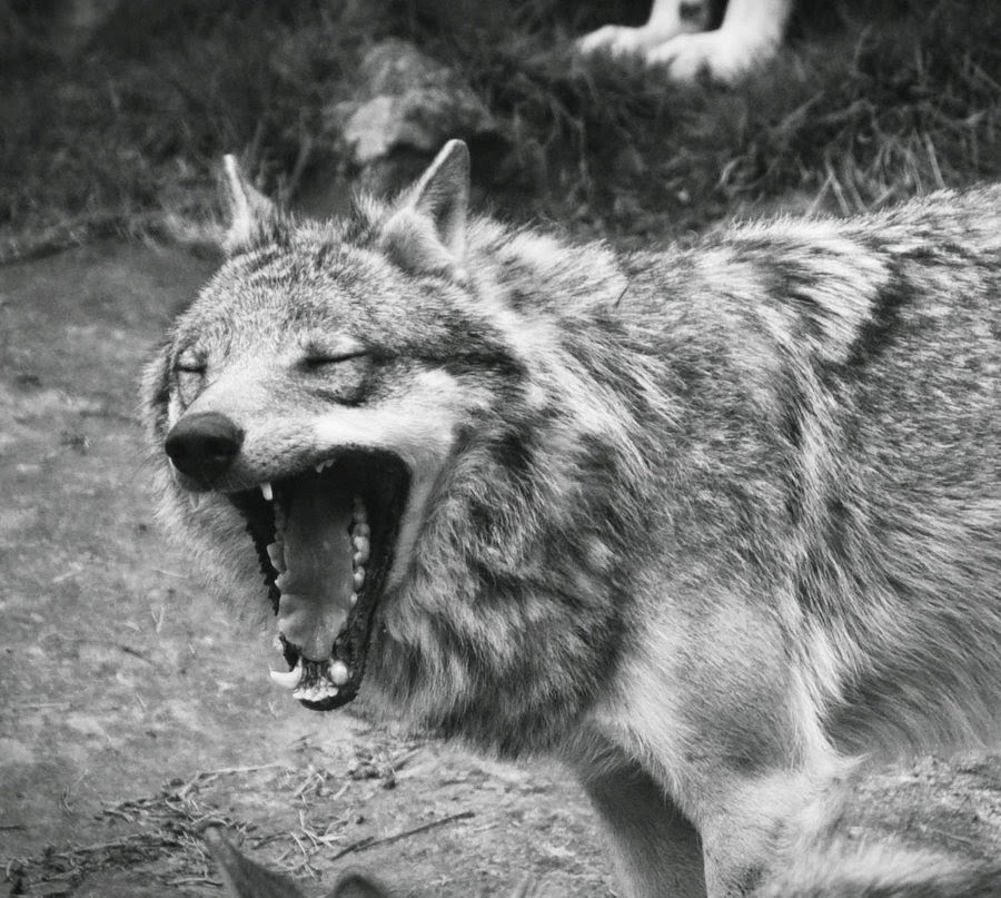 White Wolf : Scientists Claim That Wolf Yawning Is Contagious. Let's ...
