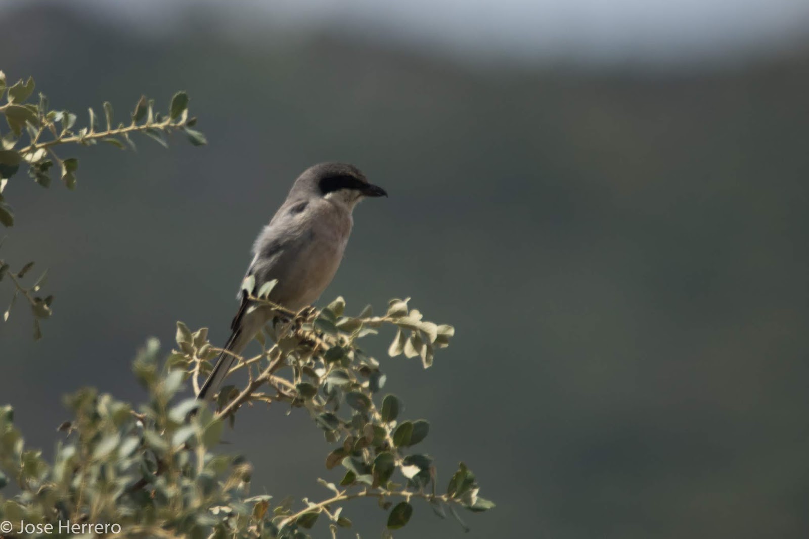 Sociedad de Ornitología Ugatza Ornitologia Elkartea