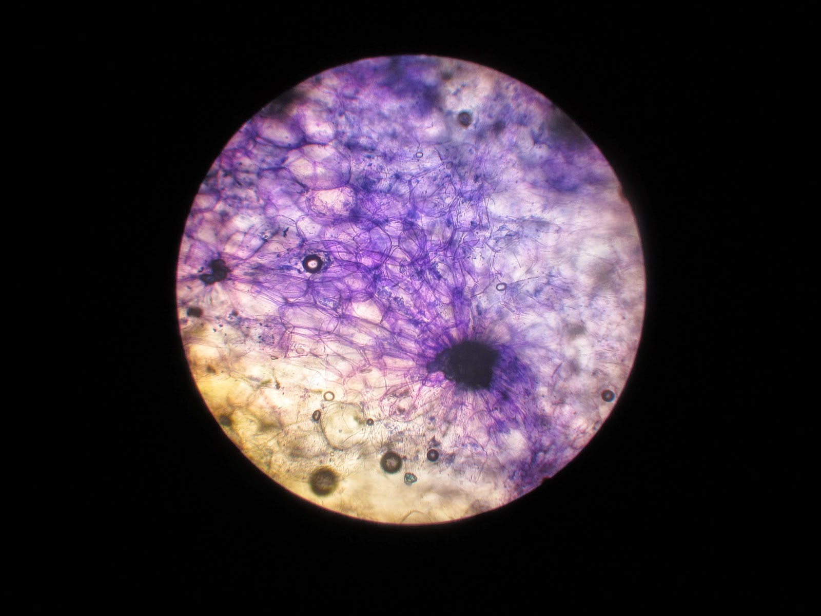 1º Biología y Geología