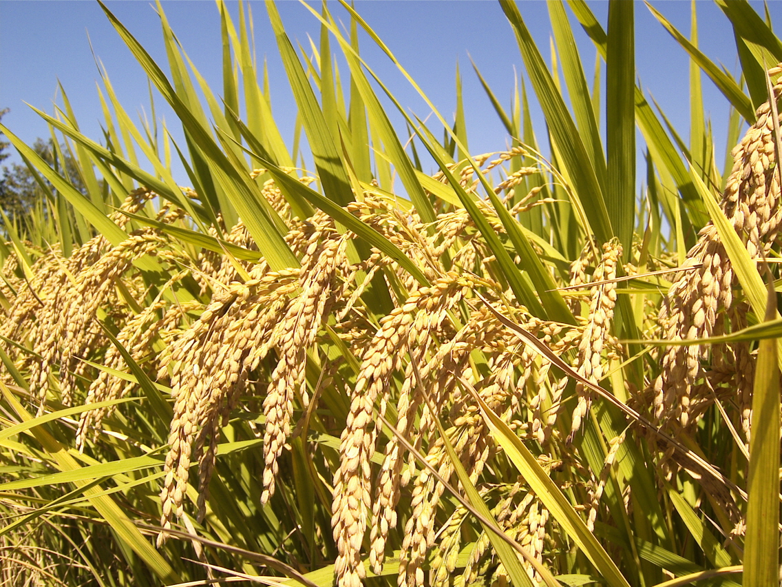 Philippines makes headway in Japonica rice production ~ Agriculture ...