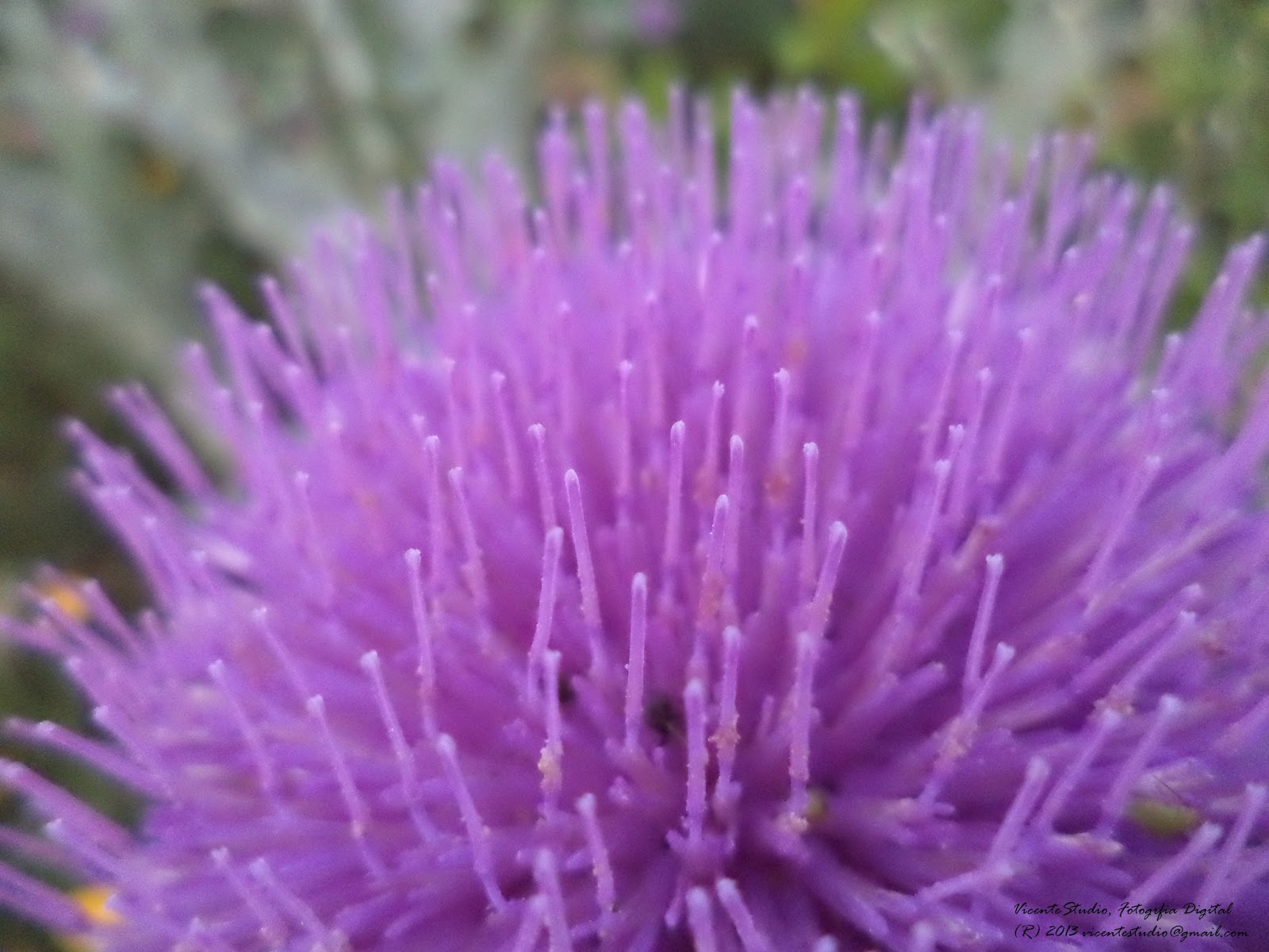 Vicente Studio, Fotografía Digital: Flor de la alcachofa