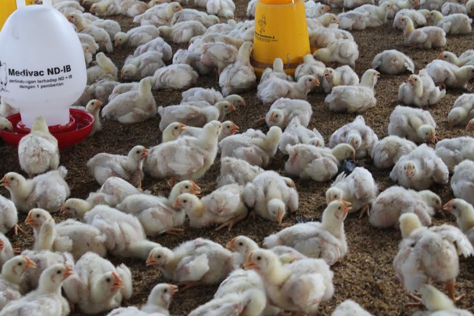 Kiat Sukses Beternak Ayam Broiler Dengan Untung Besar - Cara Beternakku