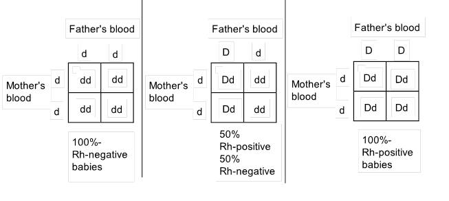Rhesus Blood Group System: Blood groups explained