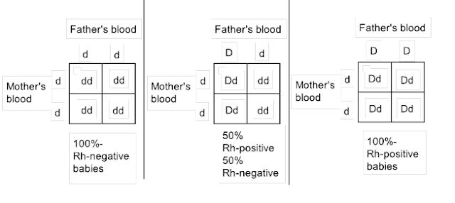Rhesus Blood Group System: Blood groups explained