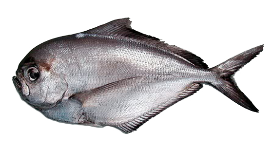 Paulo Adriano Baptista: CHAPUTA DE SESIMBRA - DE CEBOLADA