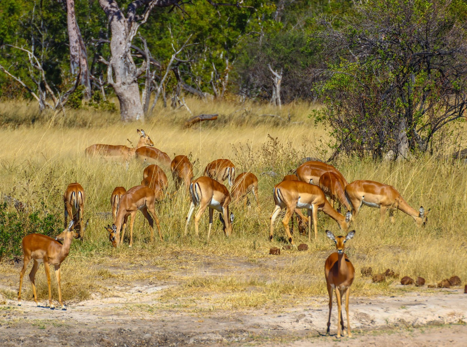 Cannundrums: Common Impala