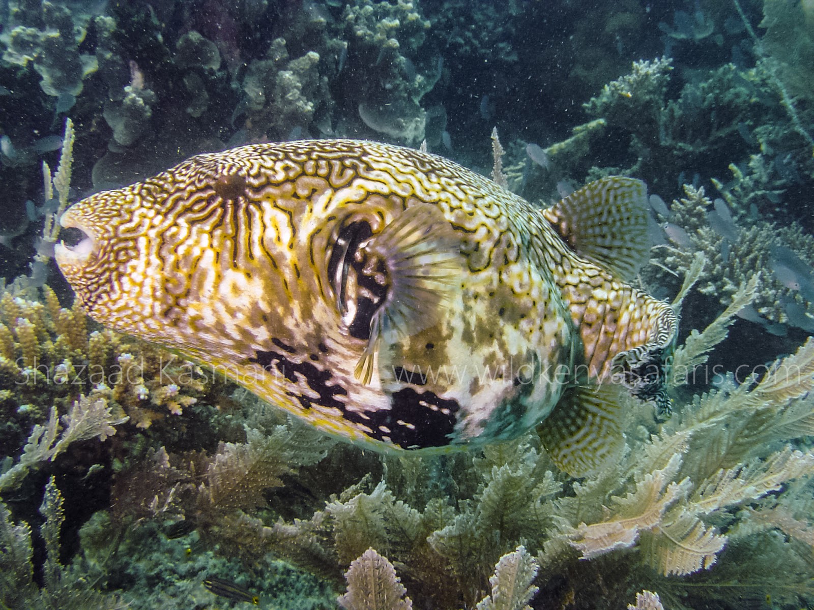 WILD KENYA SAFARIS - Kenya Safaris, Diani Beach Safaris, Mombasa ...