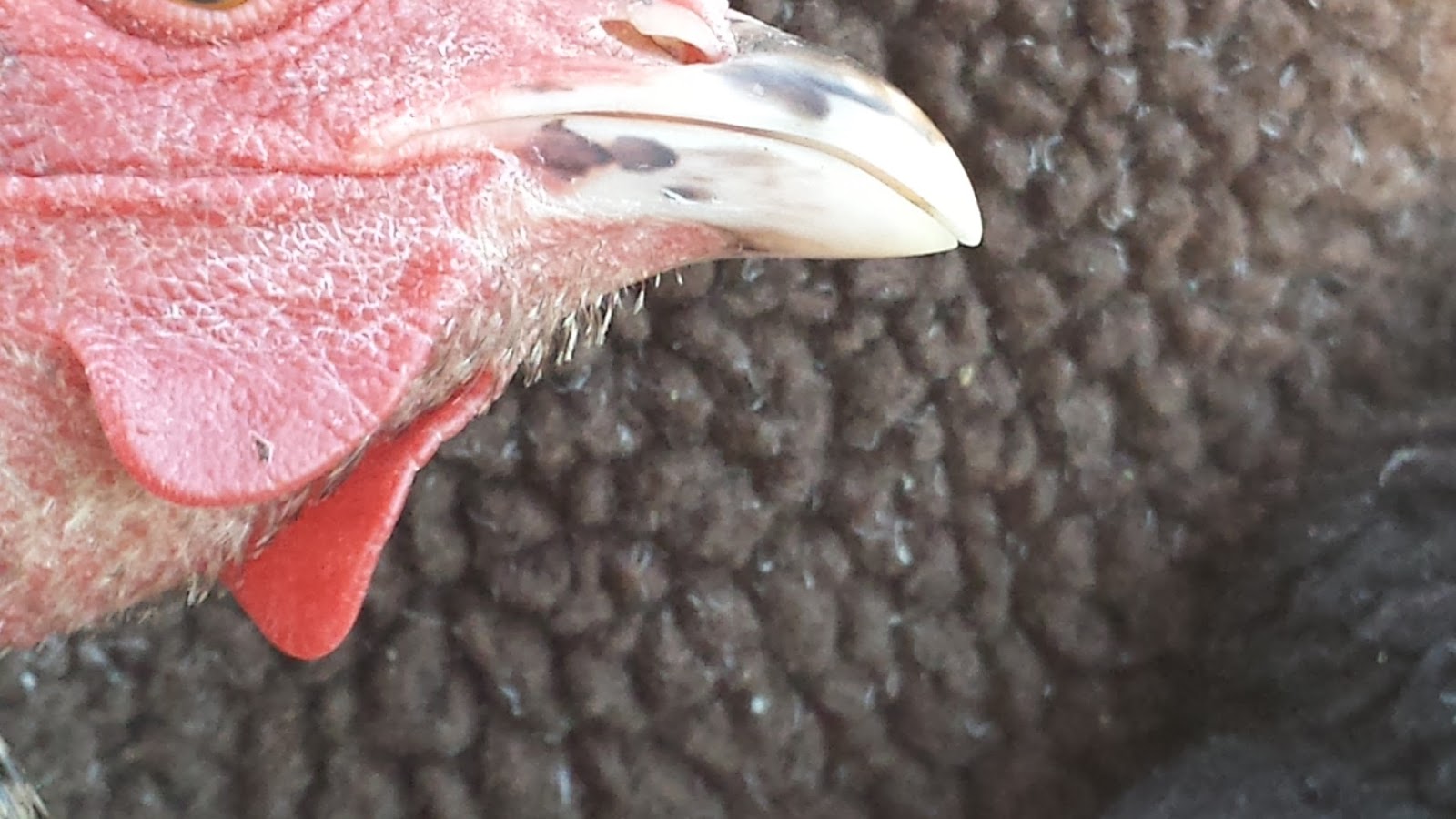 CO-Horts: Determining Your Hen’s Productivity