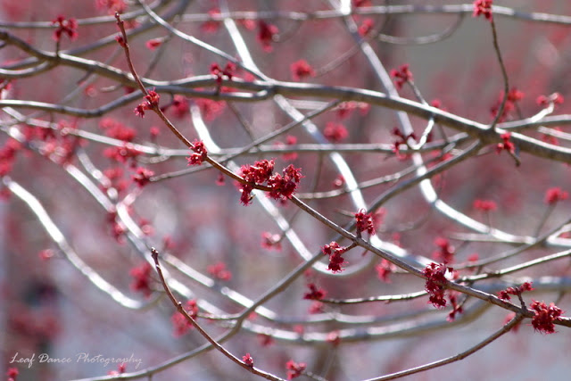 Leaf Dance Photography: Trees in Bloom #3 // Maple Blossoms