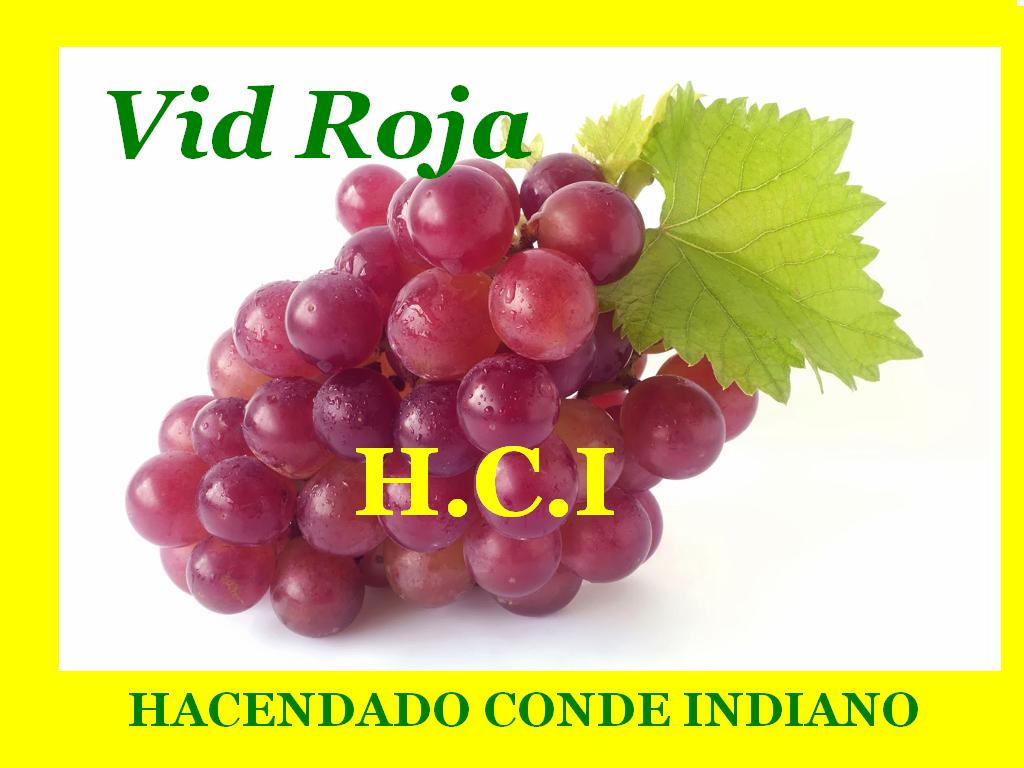 La Botica de mi Abuelo: Fragilidad Capilar…la Vid Roja