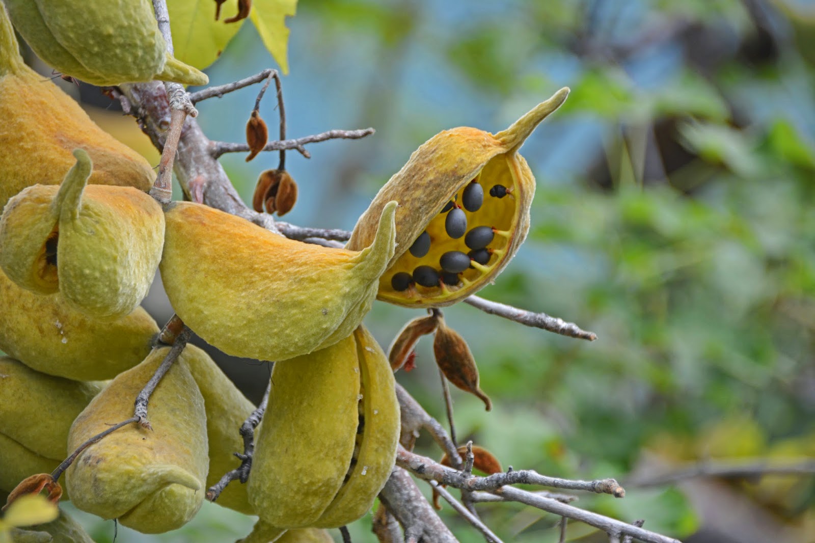 Snapping Africa 2: The African Star Chestnut seed pods.... Cahorra ...