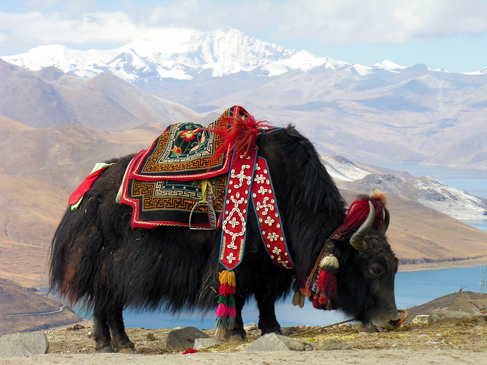 Top 17 interesting facts about Yaks - Facts of the day