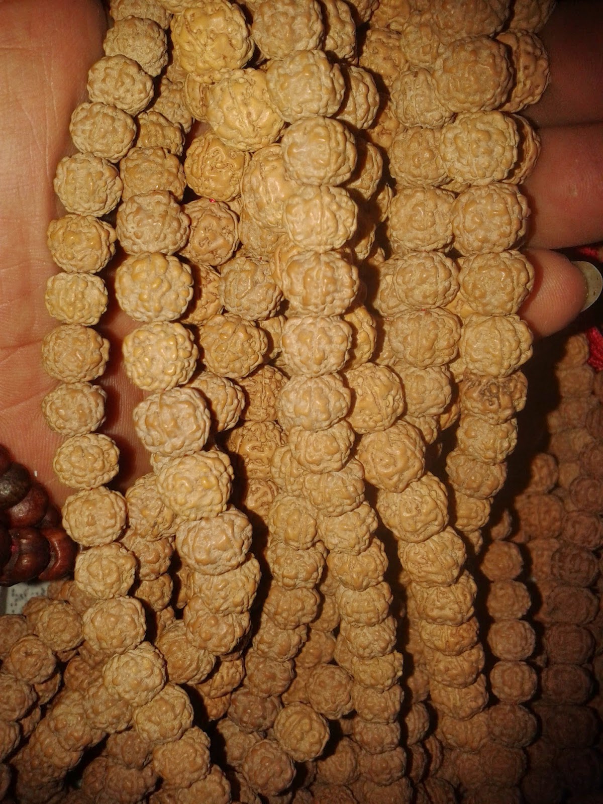 Informasi biji Ganitri / Rudraksha / Jenistri