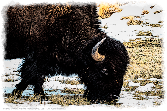 See You Behind the Lens... : Picture of the Day: Painted Buffalo