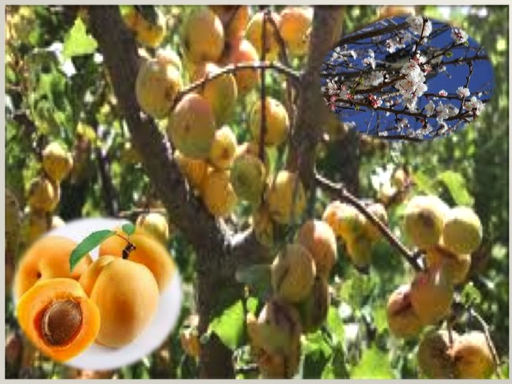 PAPÁBETO y CUCÚ: FRUTAS 01 FRUTAS MEXICANAS: Un Viaje a mi Niñez