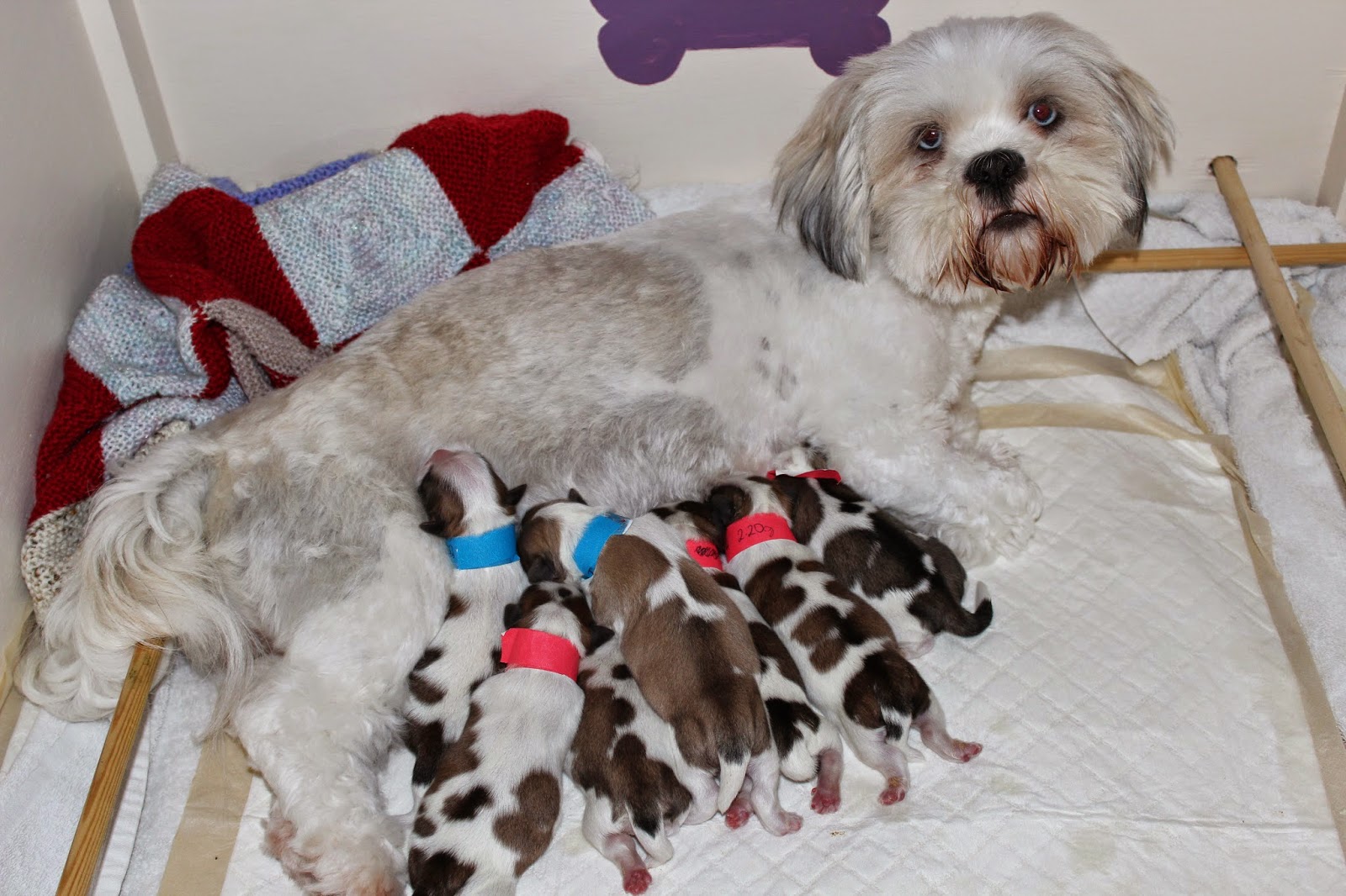 Lhasa Apso - Penny's Pups from birth to new homes: Lhasa Apso Molly ...