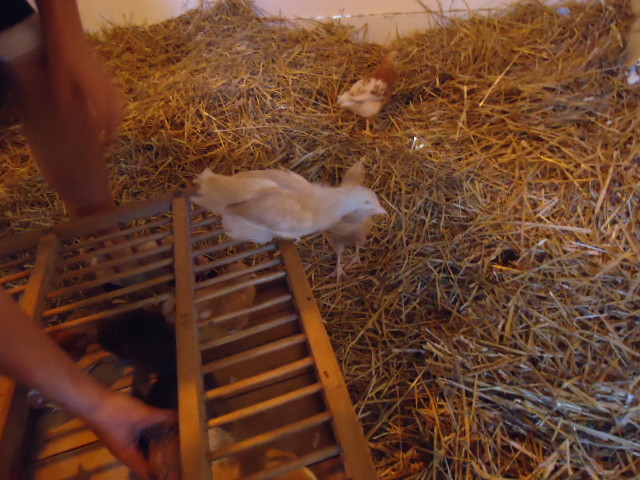 Cottage Farmette: Chicken Movers