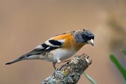 AVES SILVESTRES: PARDILLO