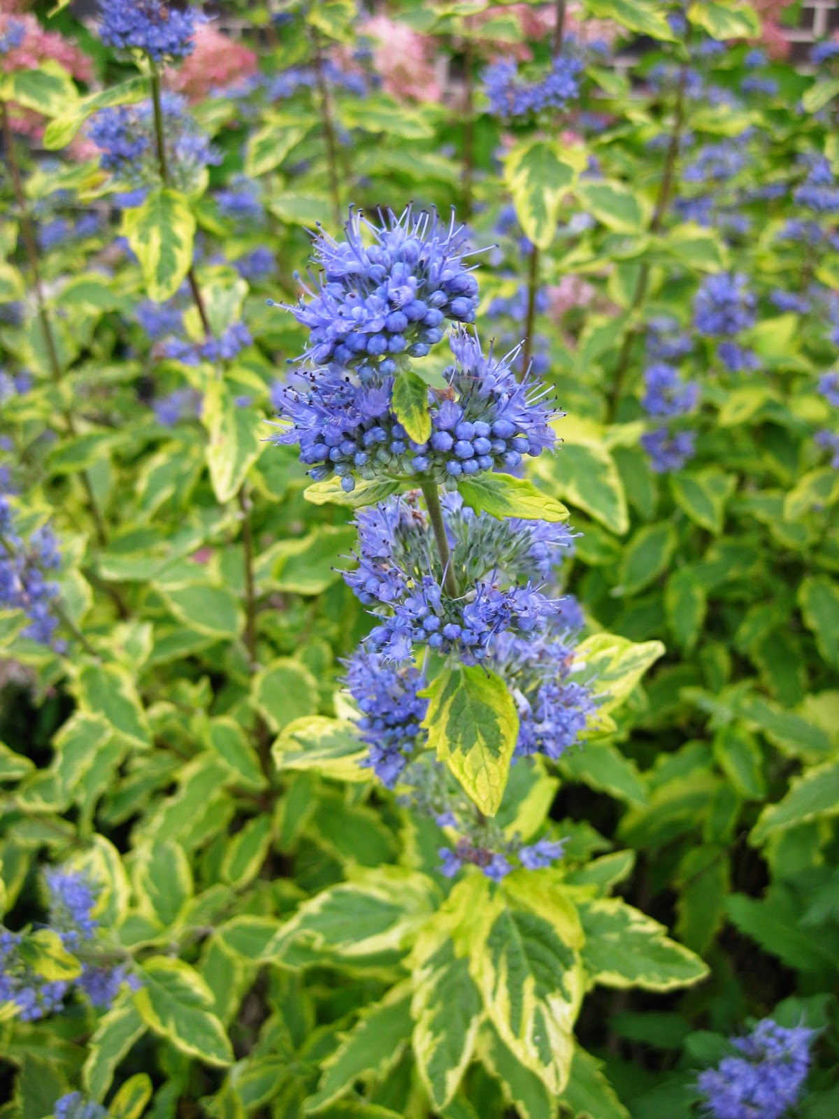 Rotary Botanical Gardens - Hort Blog: Consider Caryopteris