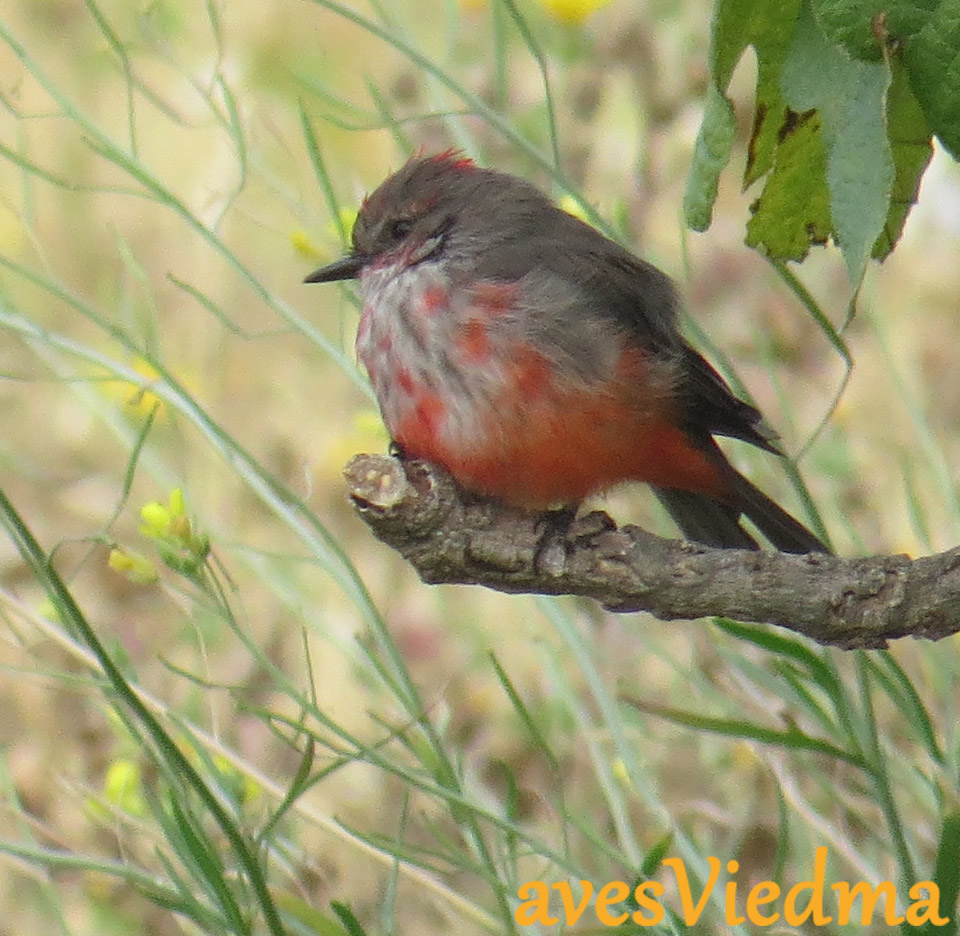 avesViedma: Churrinche (Pyrocephalus rubinus)