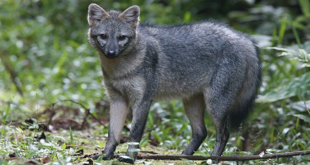 Fotos de 20 animais da Caatinga (No Ceará tem disso sim) | No Ceará Tem ...