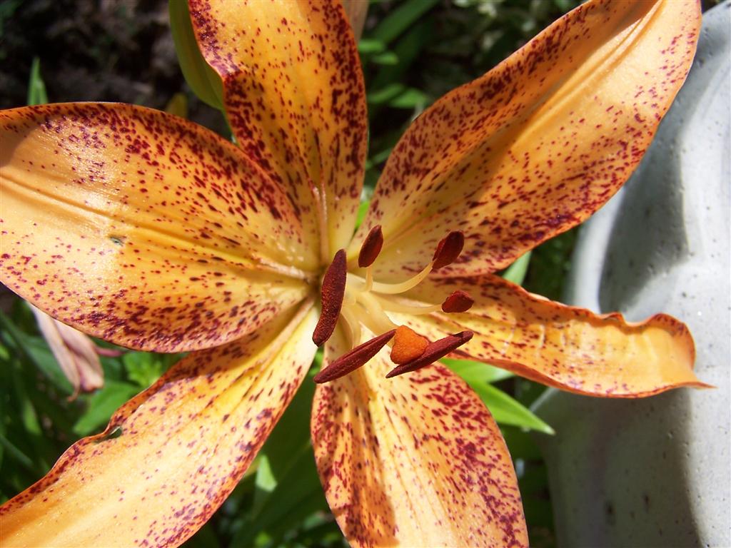 Perennial Passion: Tango Lilies