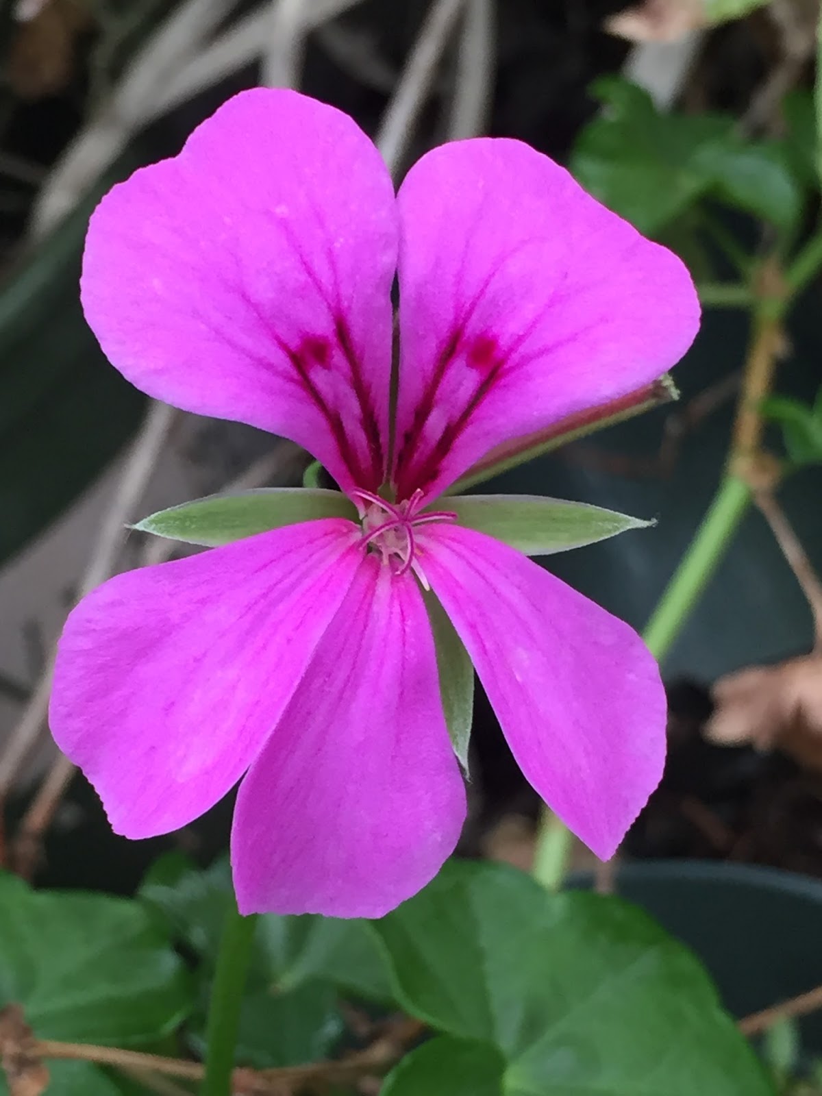 The Phytophactor: Friday Fabulous Flower - Geranium?