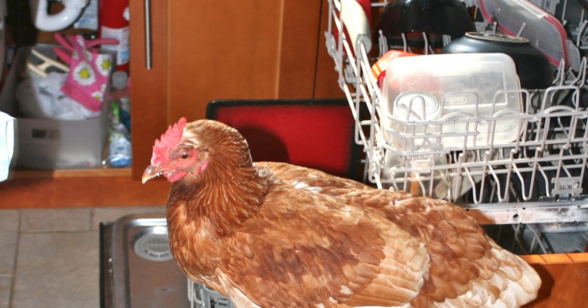 The Little Backyard Farm: Chicken in the kitchen