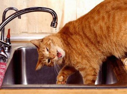 Zoo Animals: Funny Animals Taking a Bath