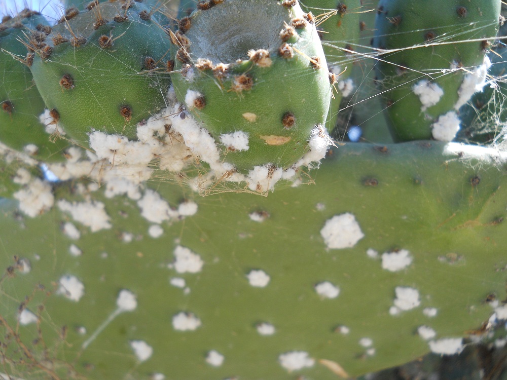 Plantas para hombres: Opuntia ficus-indica, chumbera