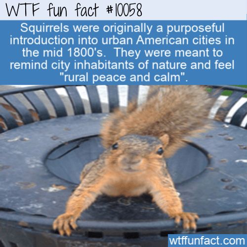 60 Crazy Facts To Truly Blow Your Mind! | Amazing WTF Facts