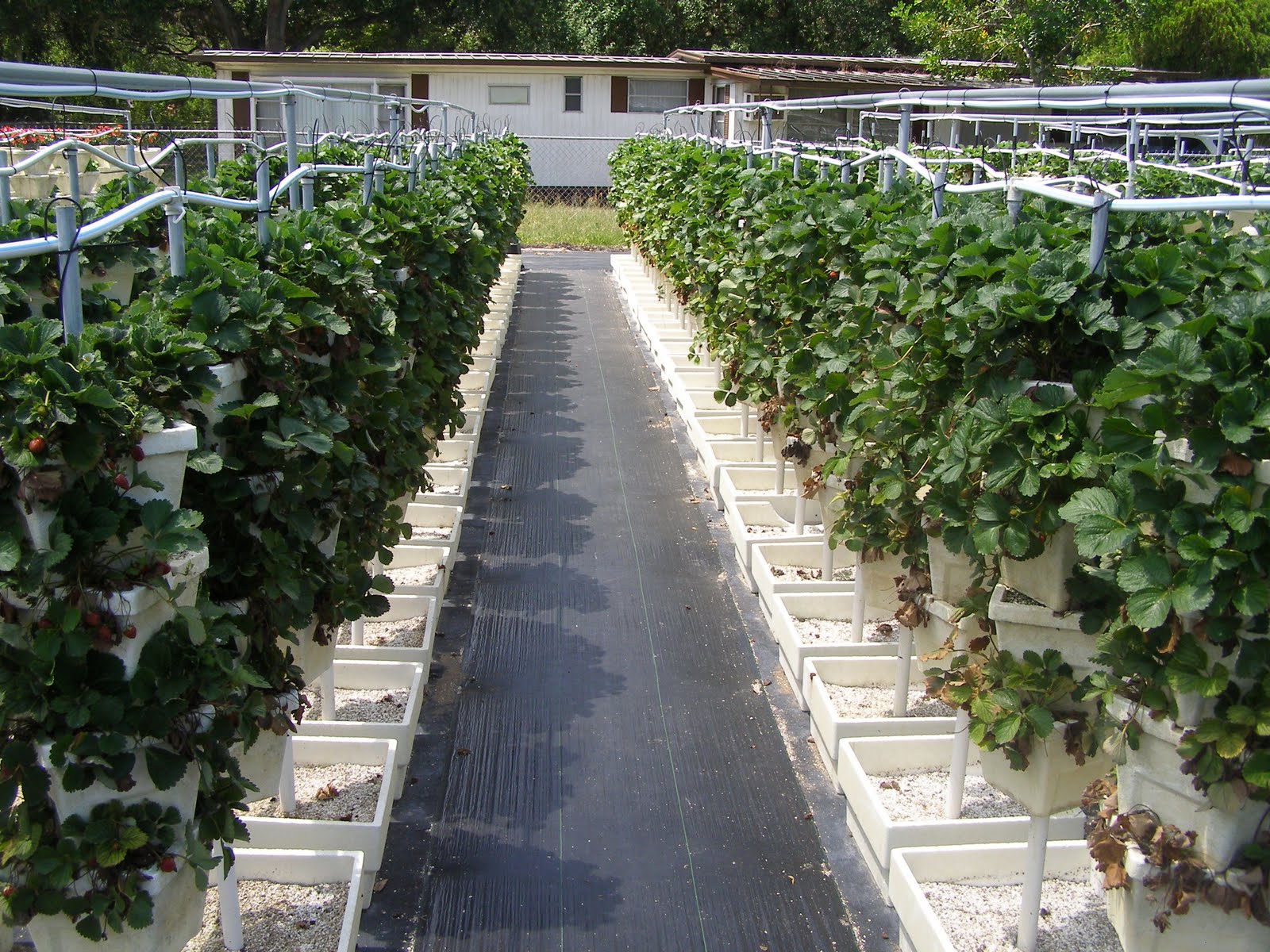 The Ybor City Stogie: Hydro Harvest Farms