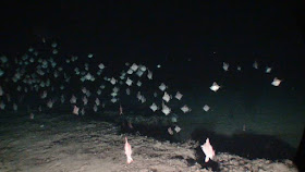 Real Monstrosities: What's up with all these pigfish?