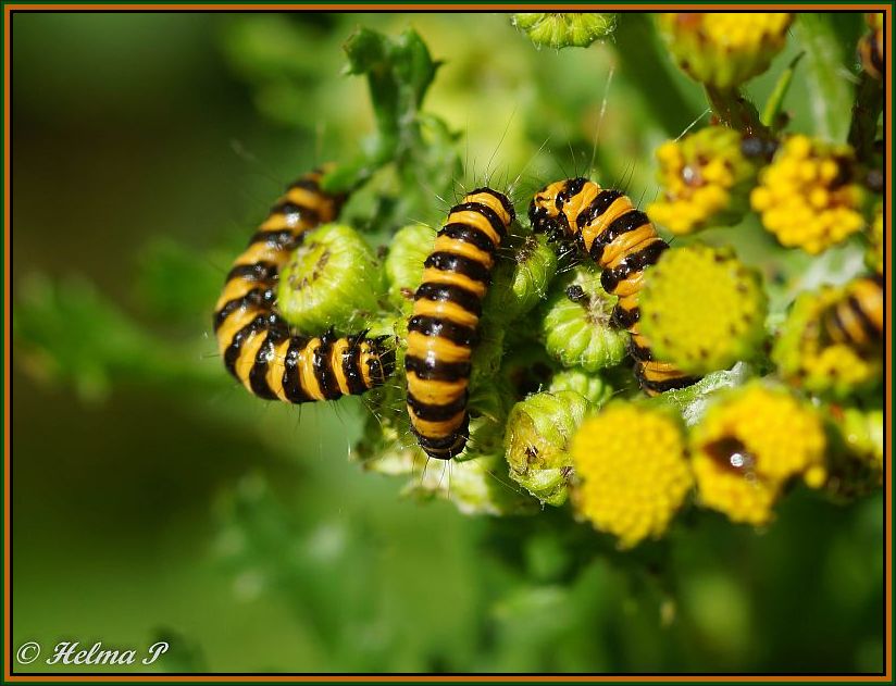 Helma's natuurfoto's: Wandeling in de AWD