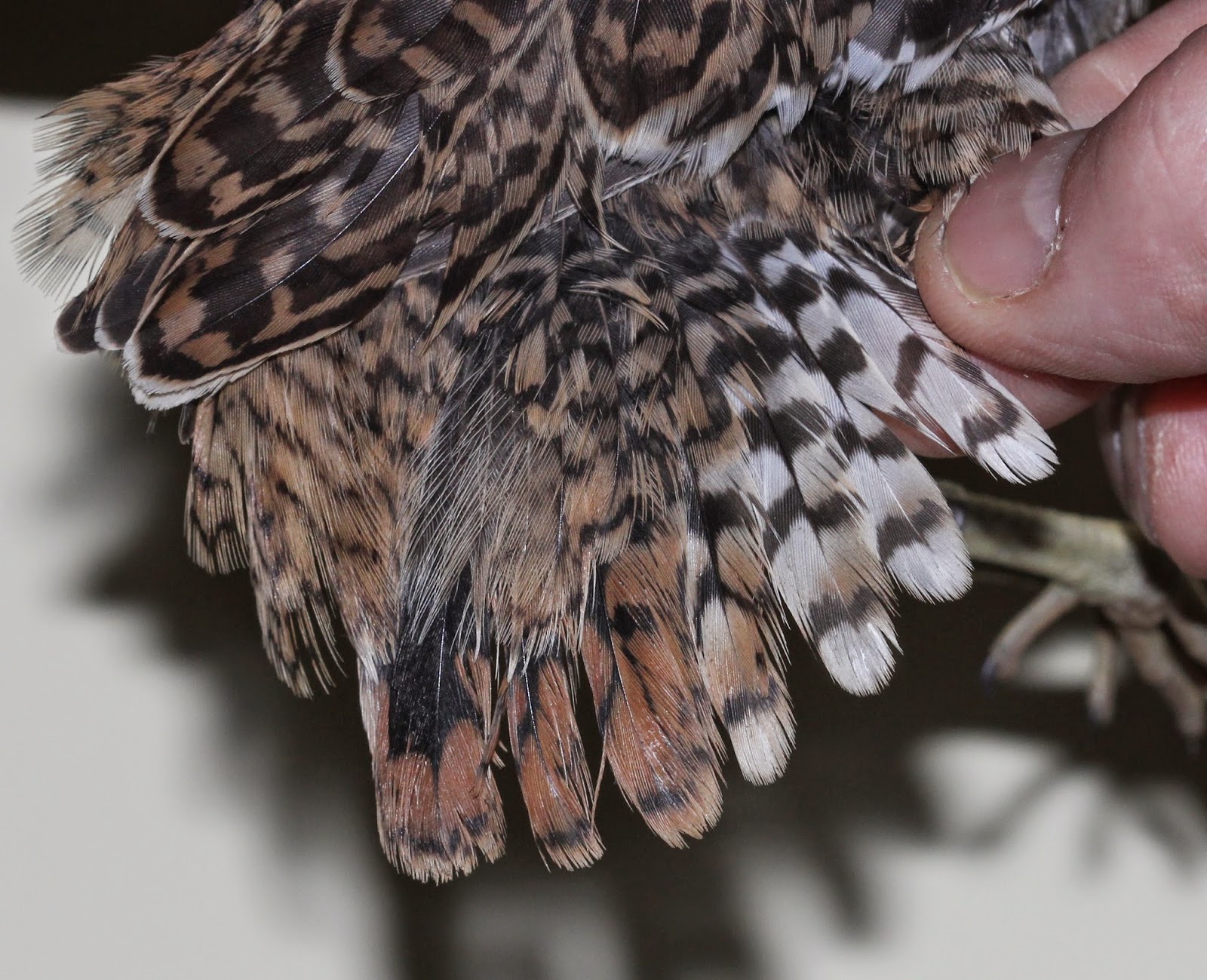 Ruffled Feathers: GREAT SNIPE!!!!!!!