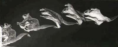 Great Divide Nature Interpretation - Nature Notes: The Animal Tracks ...